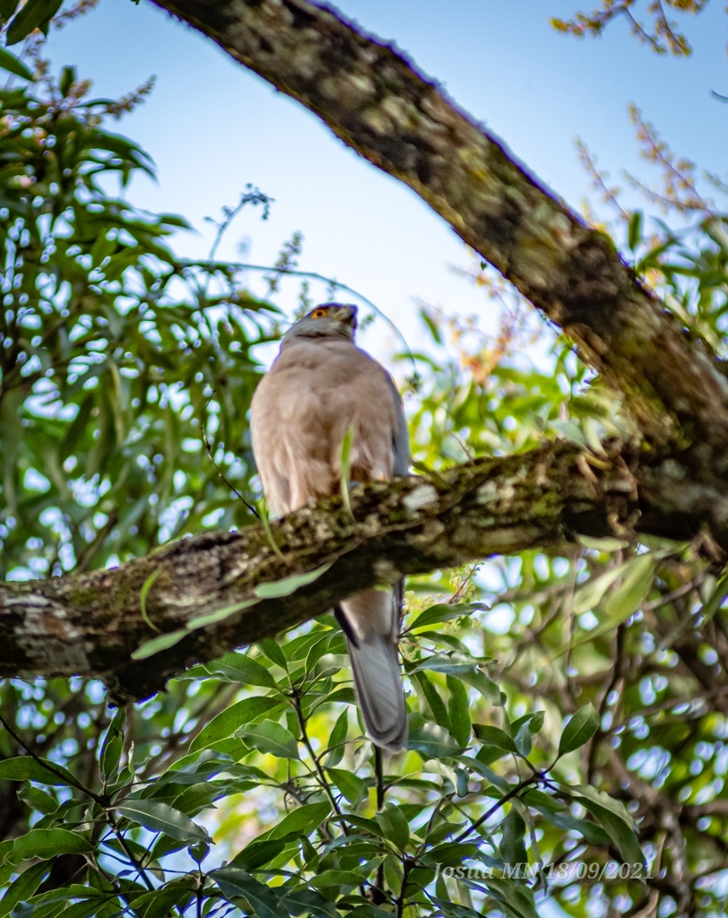 Fiji Goshawk from Suva - City Center, Fiji on September 21, 2021 at 04: ...