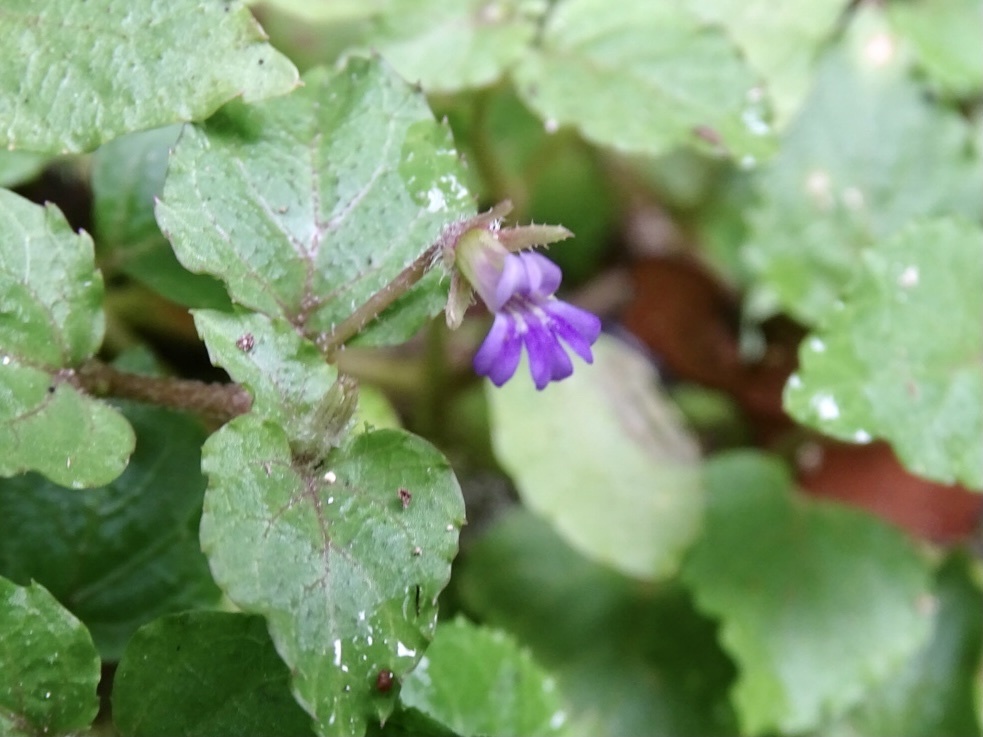 Lobelia zeylanica from Tai Po Kau Forest Track – Kon Hang Section, Tai ...