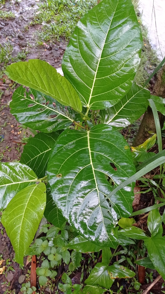 hauli tree from Kampus Dalam, Babakan, Kec. Dramaga, Bogor, Jawa Barat ...