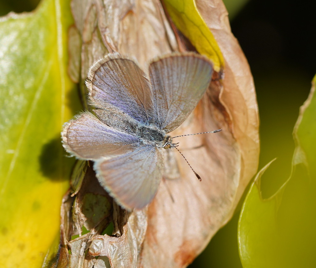 Common Grass-blue from Monbulk VIC 3793, Australia on September 26 ...