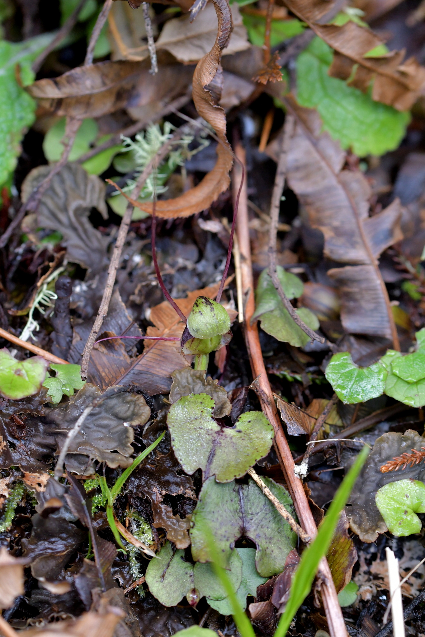 Corybas trilobus (Hook.f.) Rchb.f.