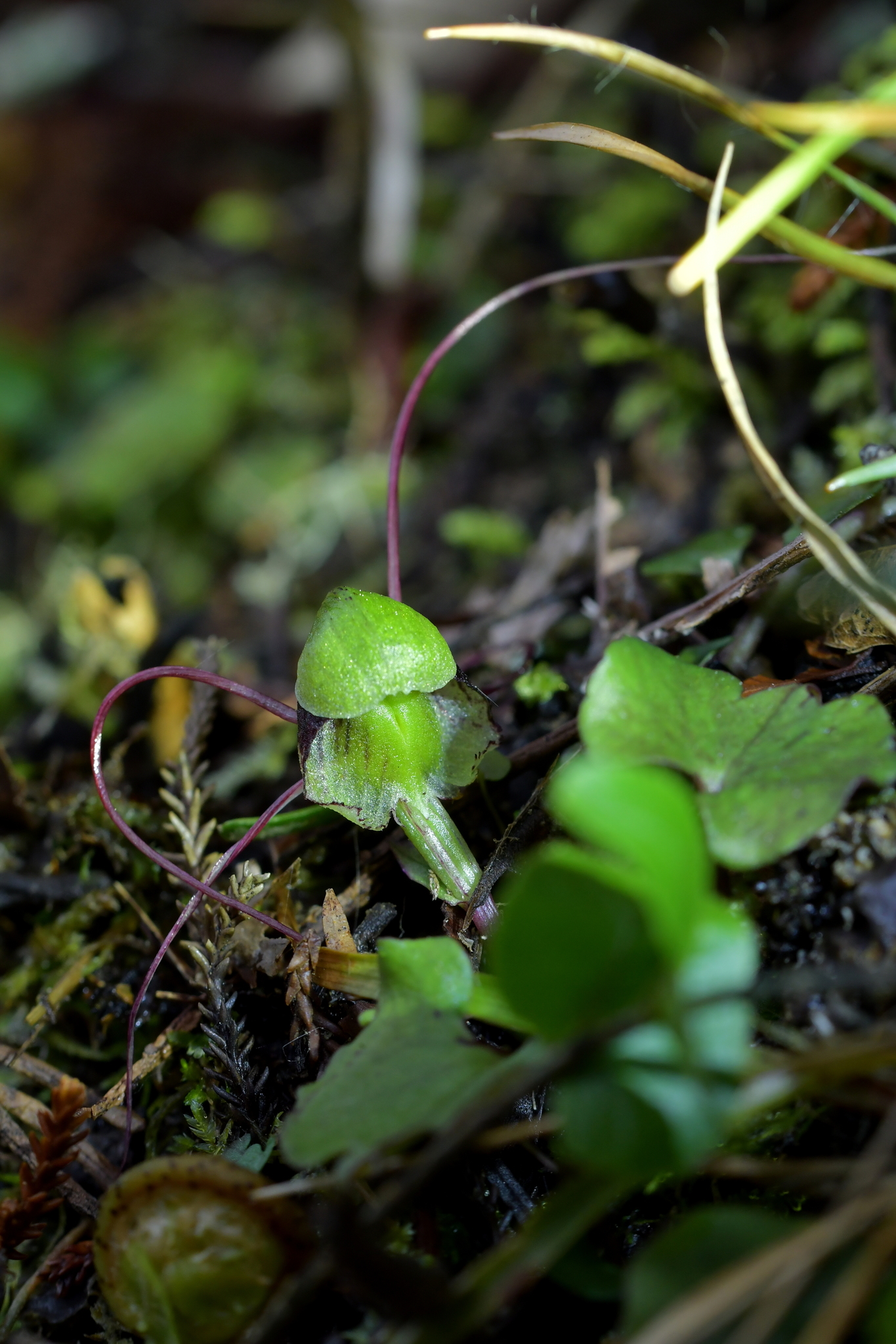 Corybas trilobus (Hook.f.) Rchb.f.