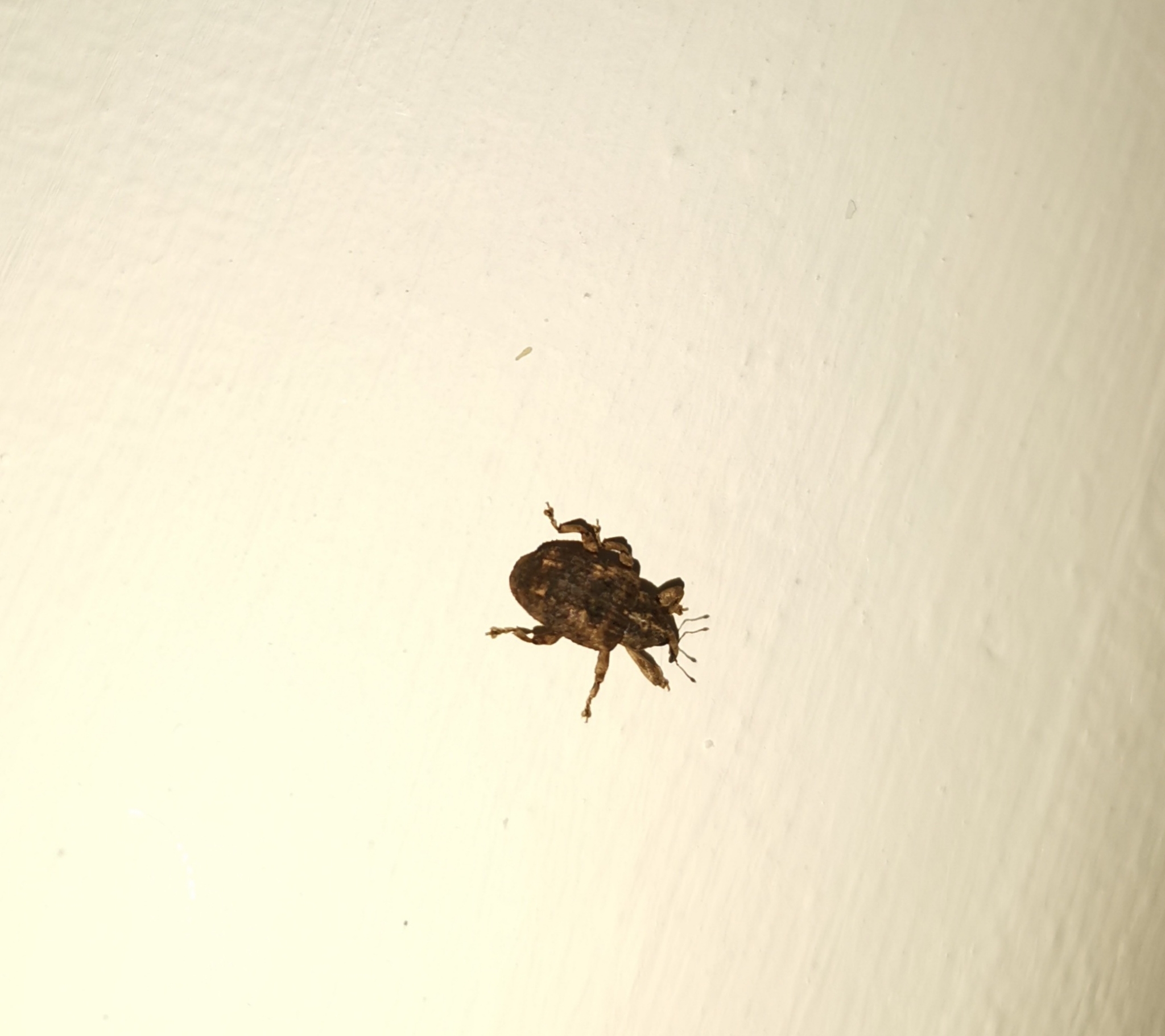 Sternochetus mangiferae (J.C.Fabricius, 1775)