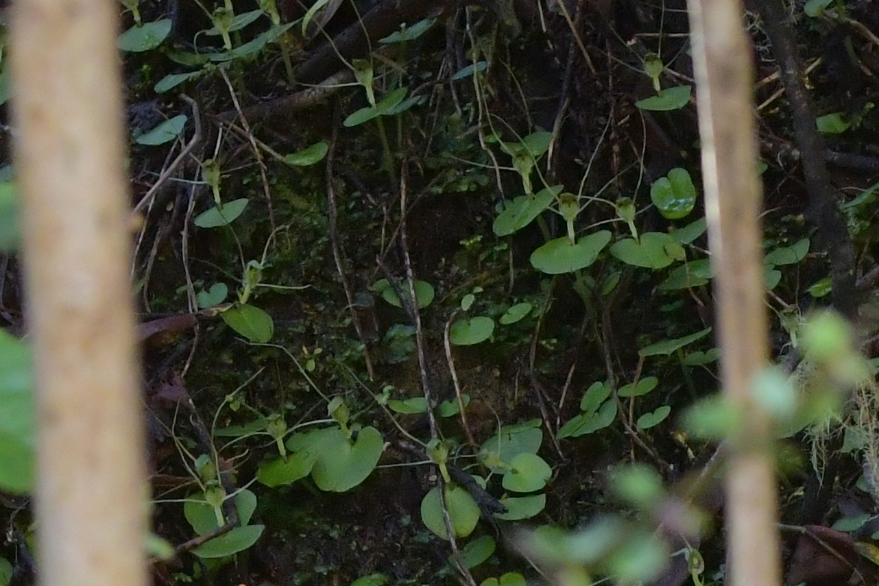 Corybas papa Molloy & Irwin