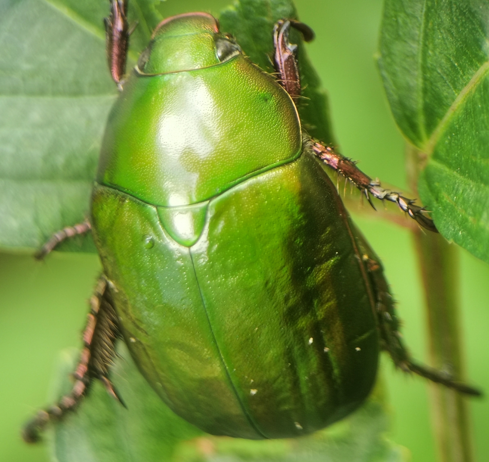 Anomala cupripes (Hope, 1839)