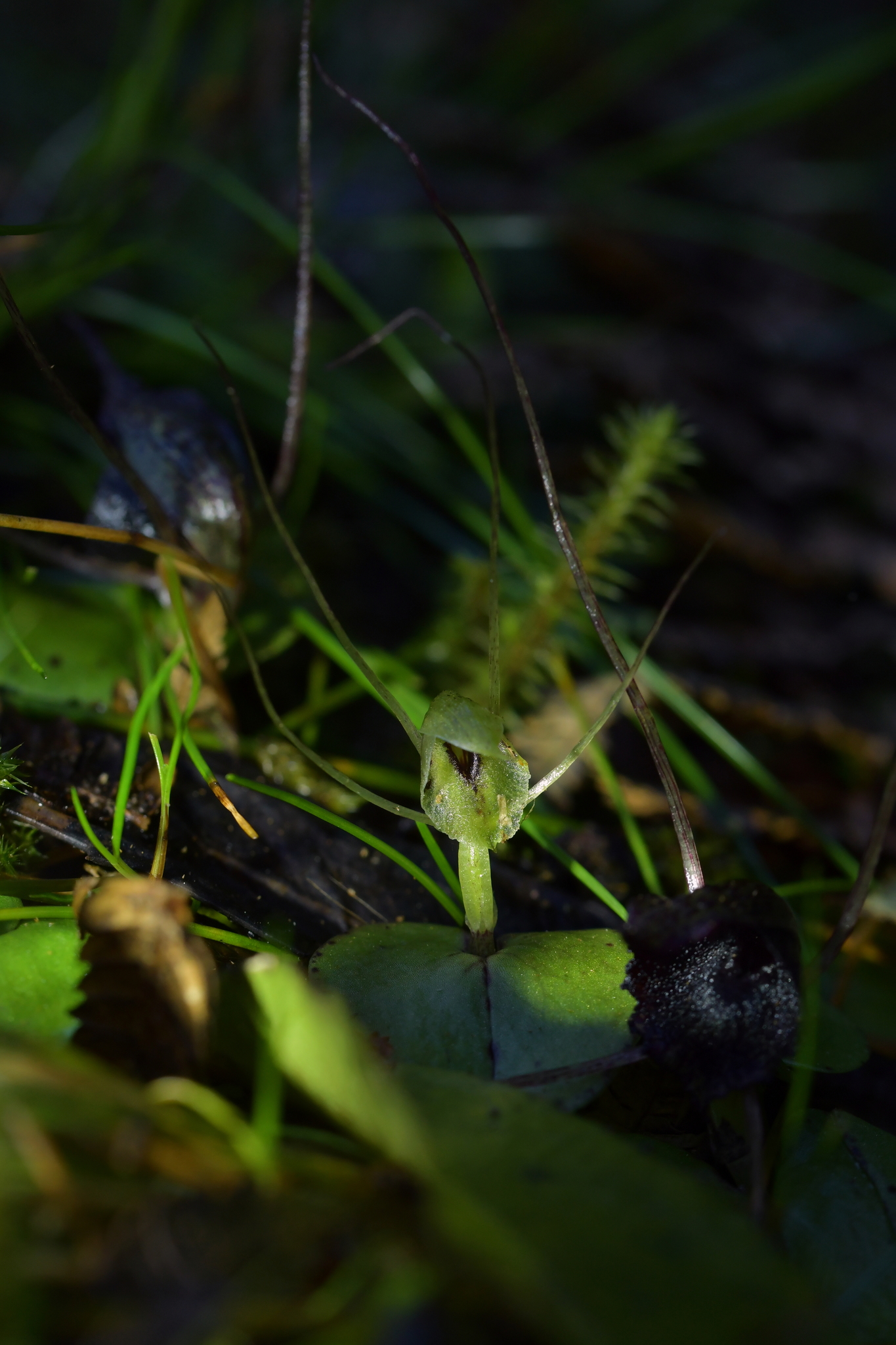 Corybas papa Molloy & Irwin