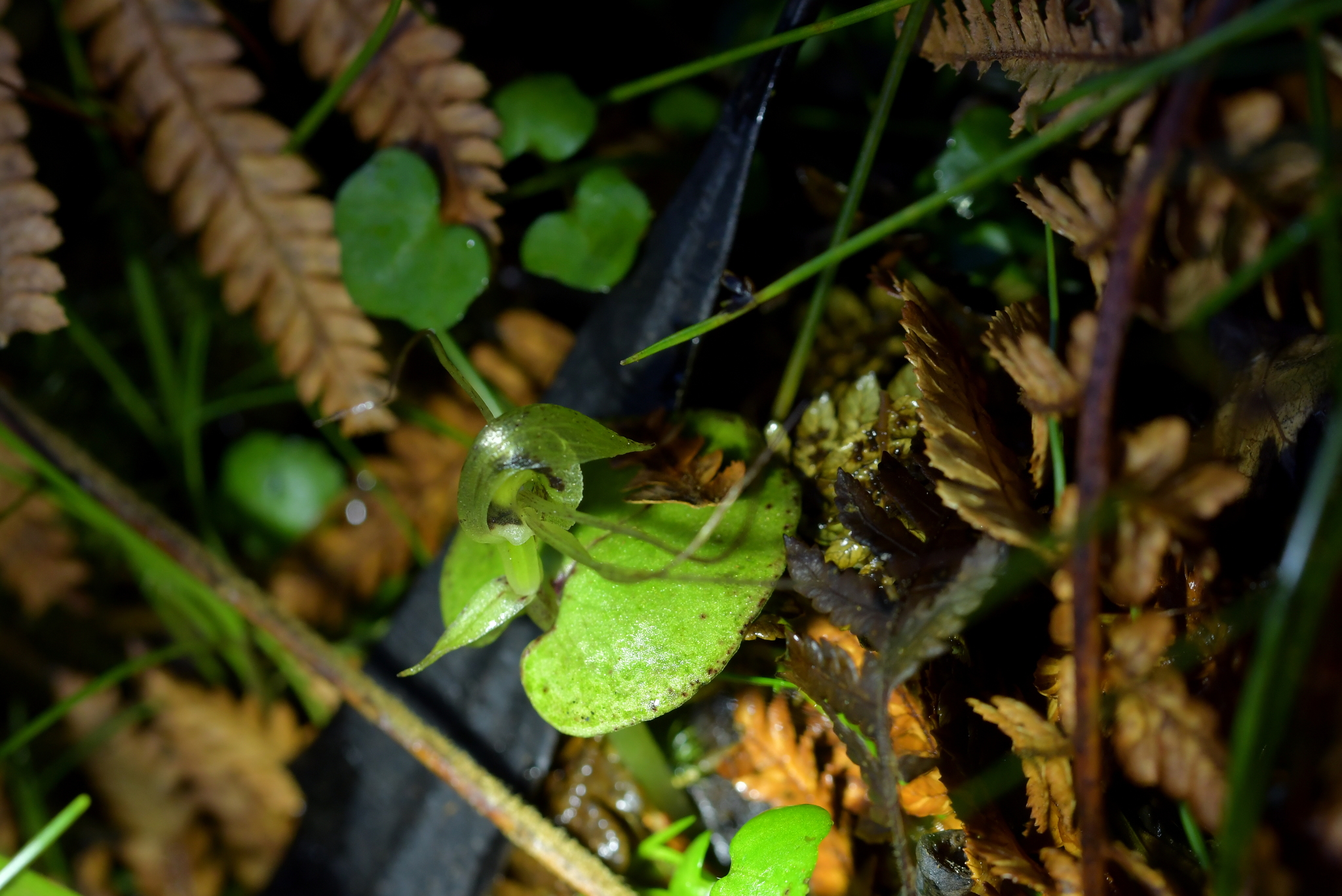 Corybas papa Molloy & Irwin