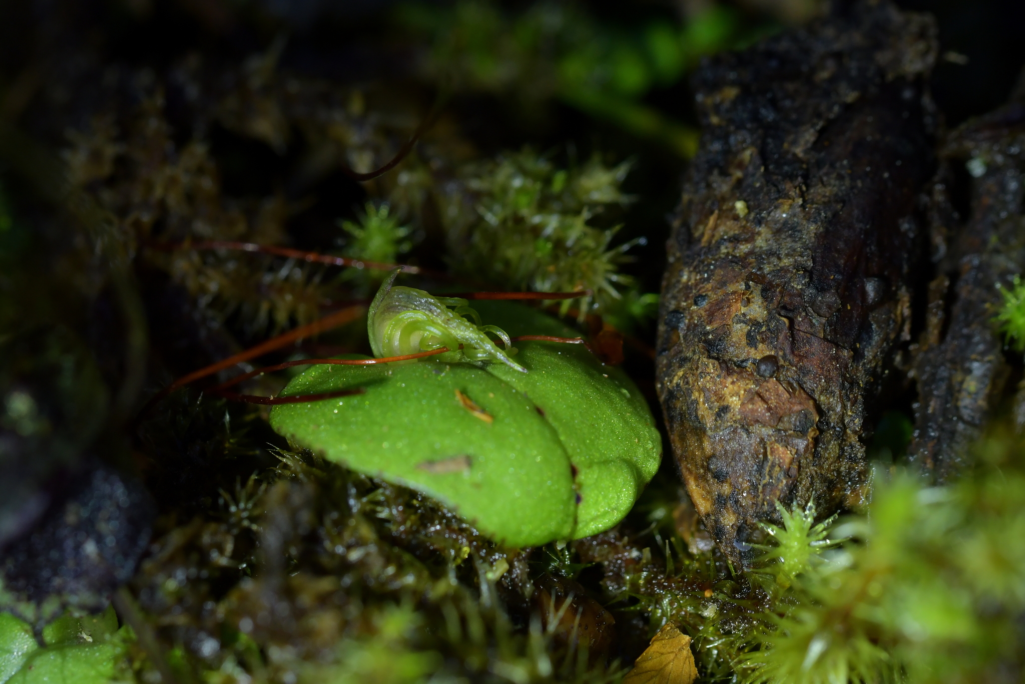 Corybas papa Molloy & Irwin