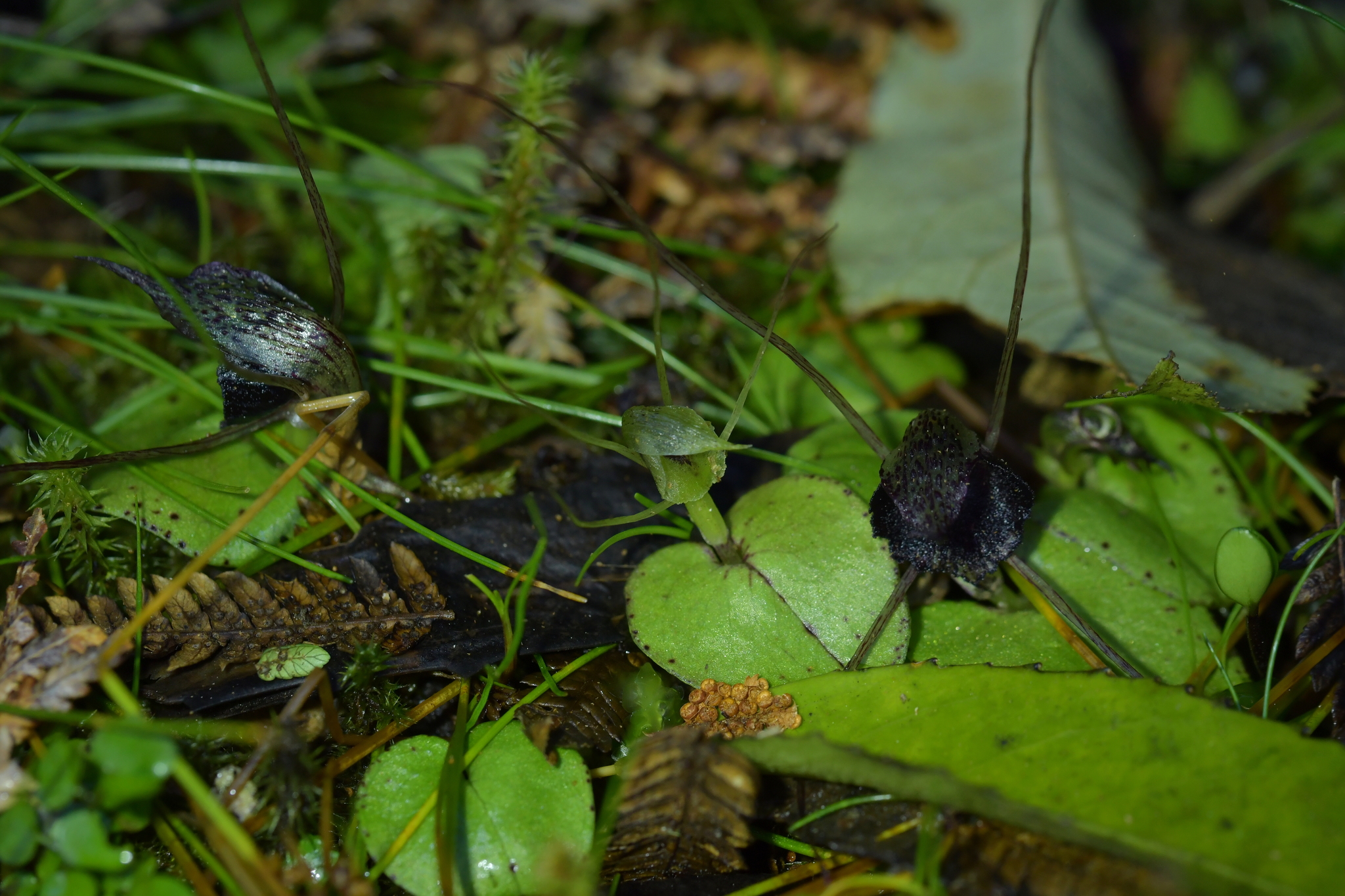 Corybas papa Molloy & Irwin