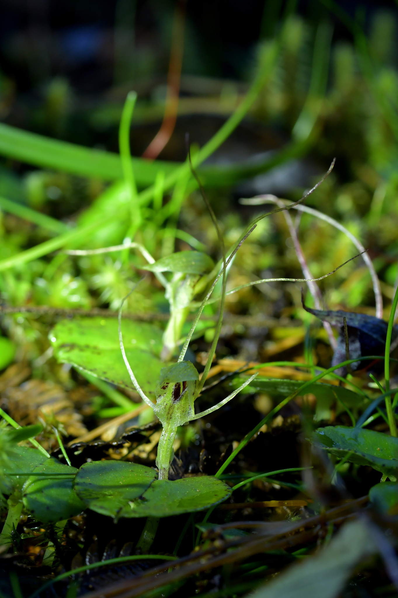 Corybas papa Molloy & Irwin