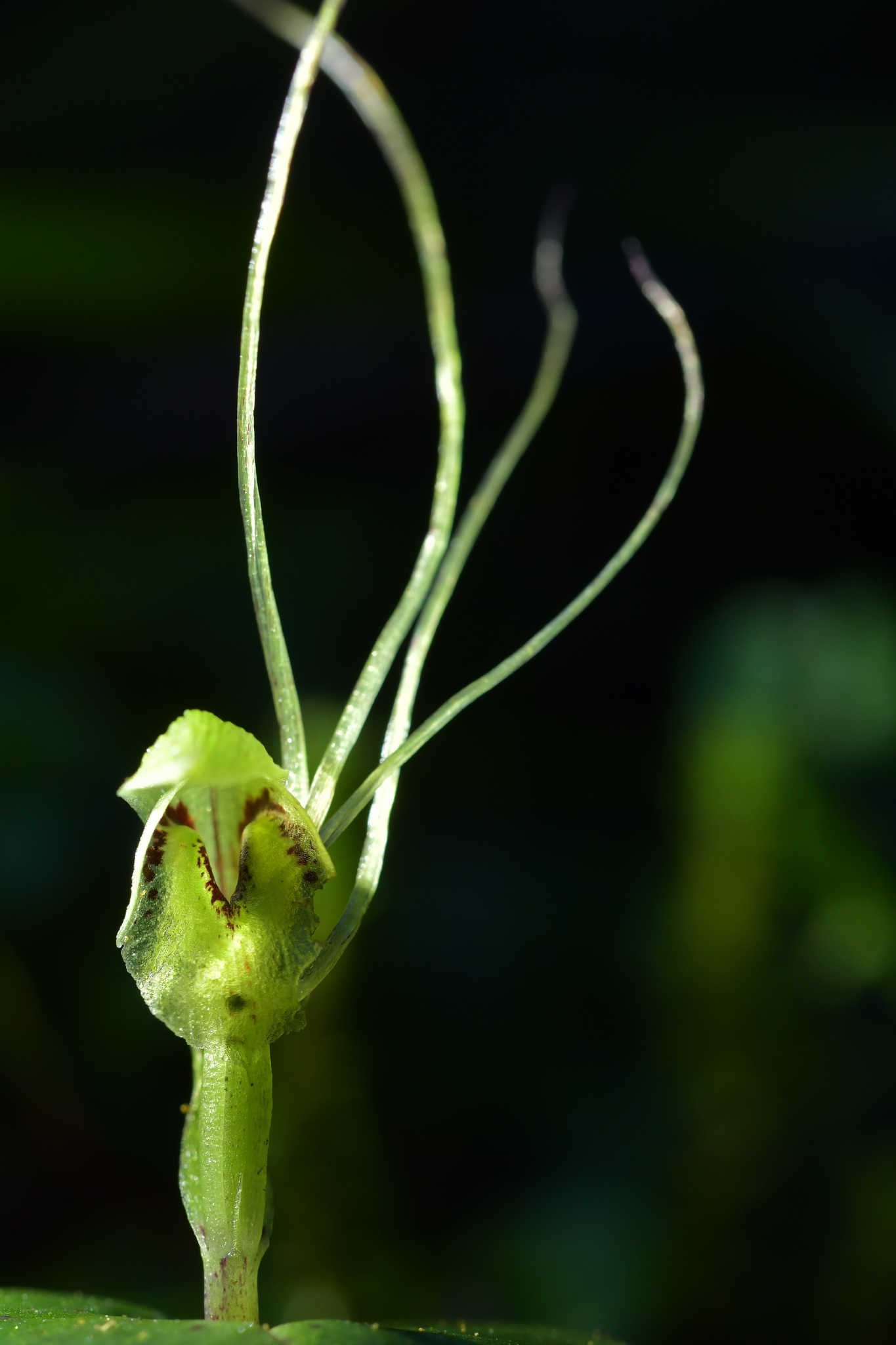Corybas papa Molloy & Irwin