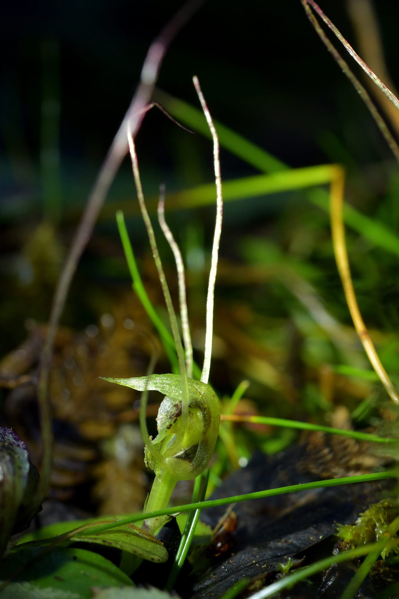 Corybas papa Molloy & Irwin