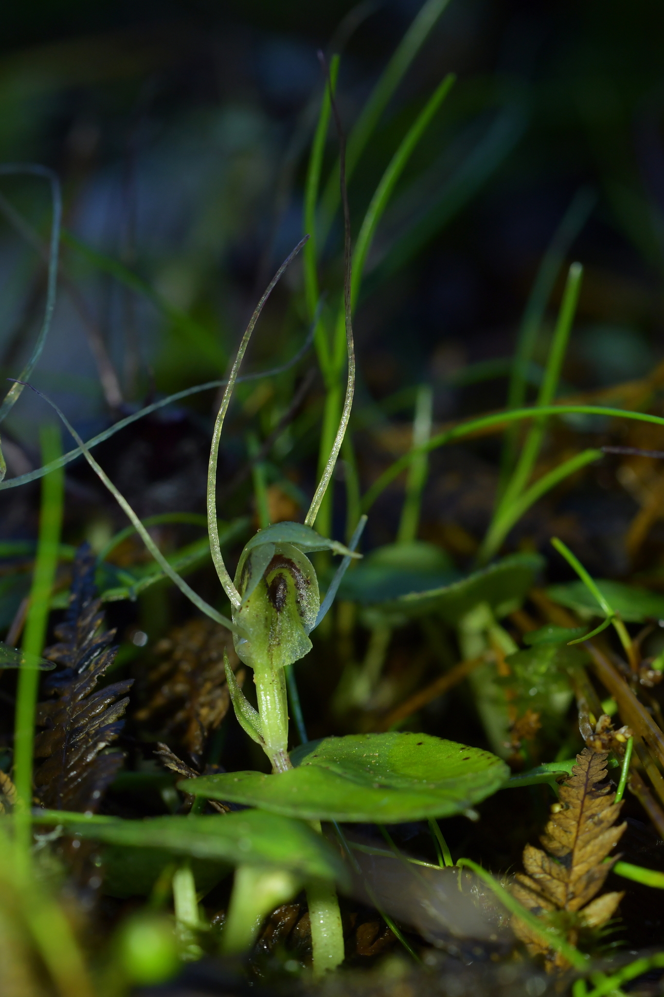 Corybas papa Molloy & Irwin