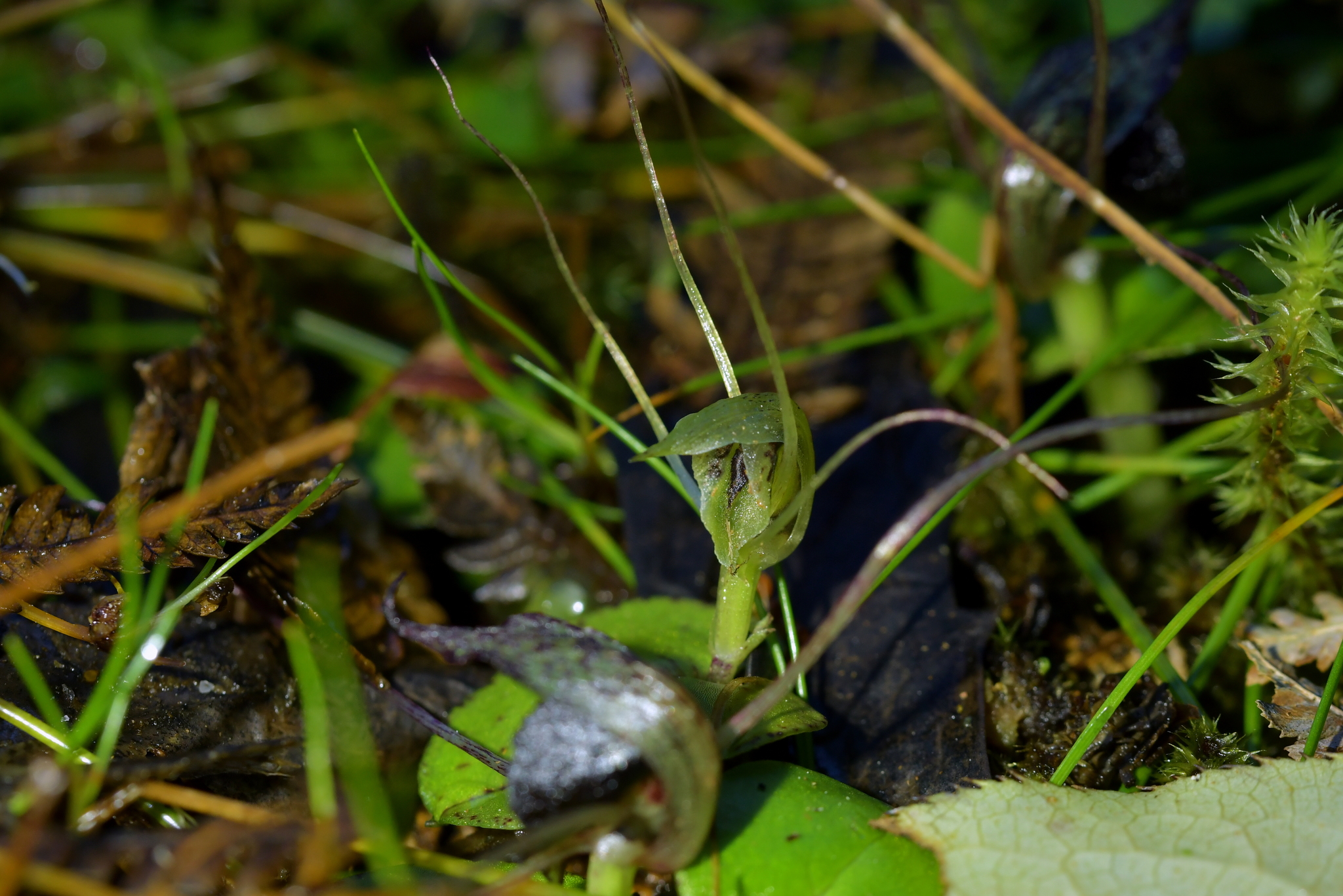 Corybas papa Molloy & Irwin