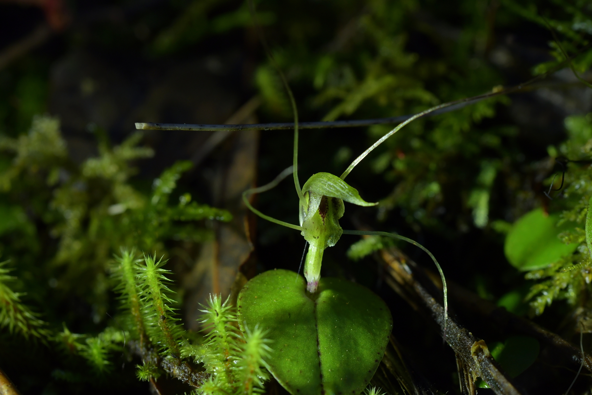 Corybas papa Molloy & Irwin