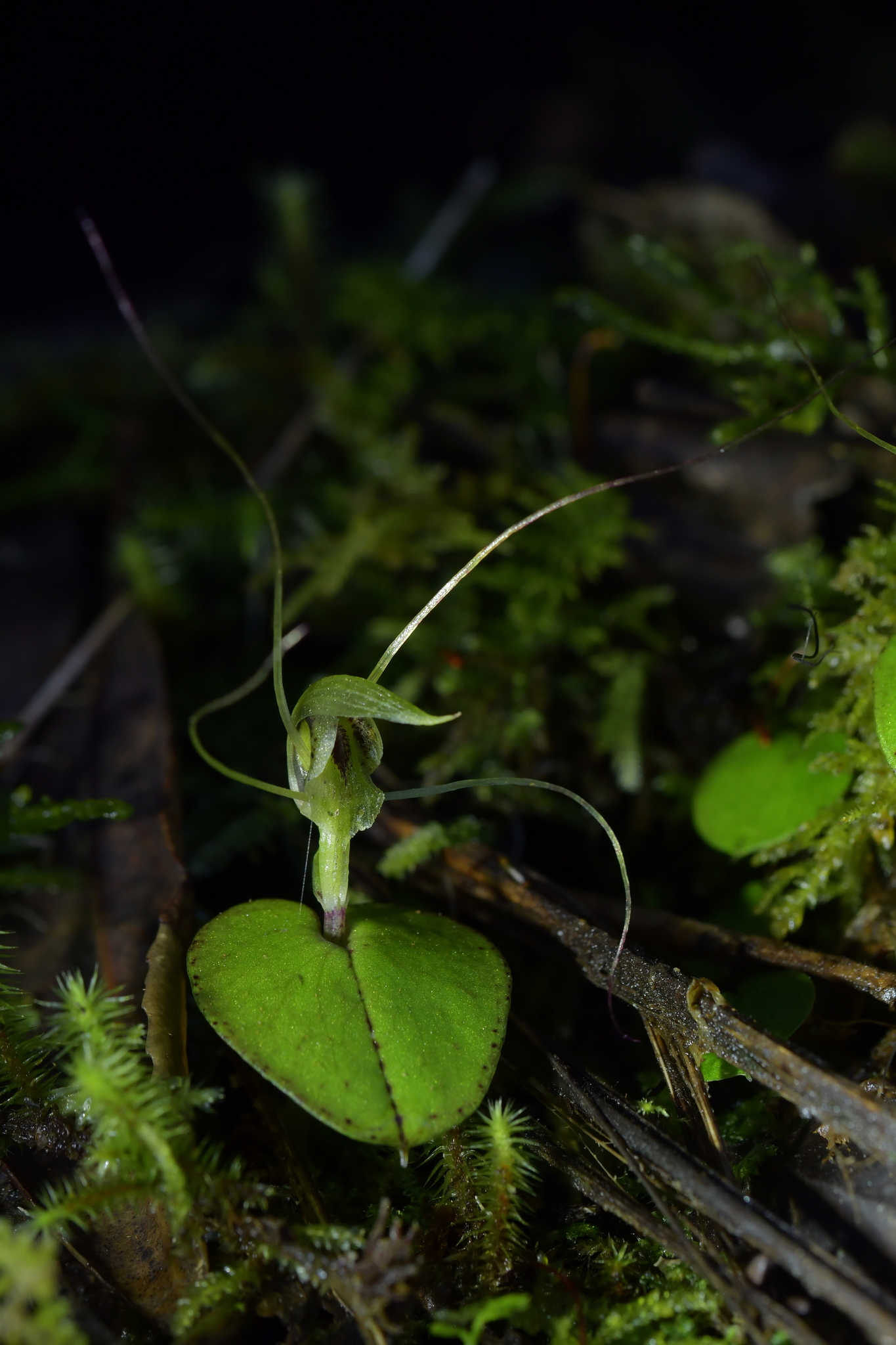 Corybas papa Molloy & Irwin