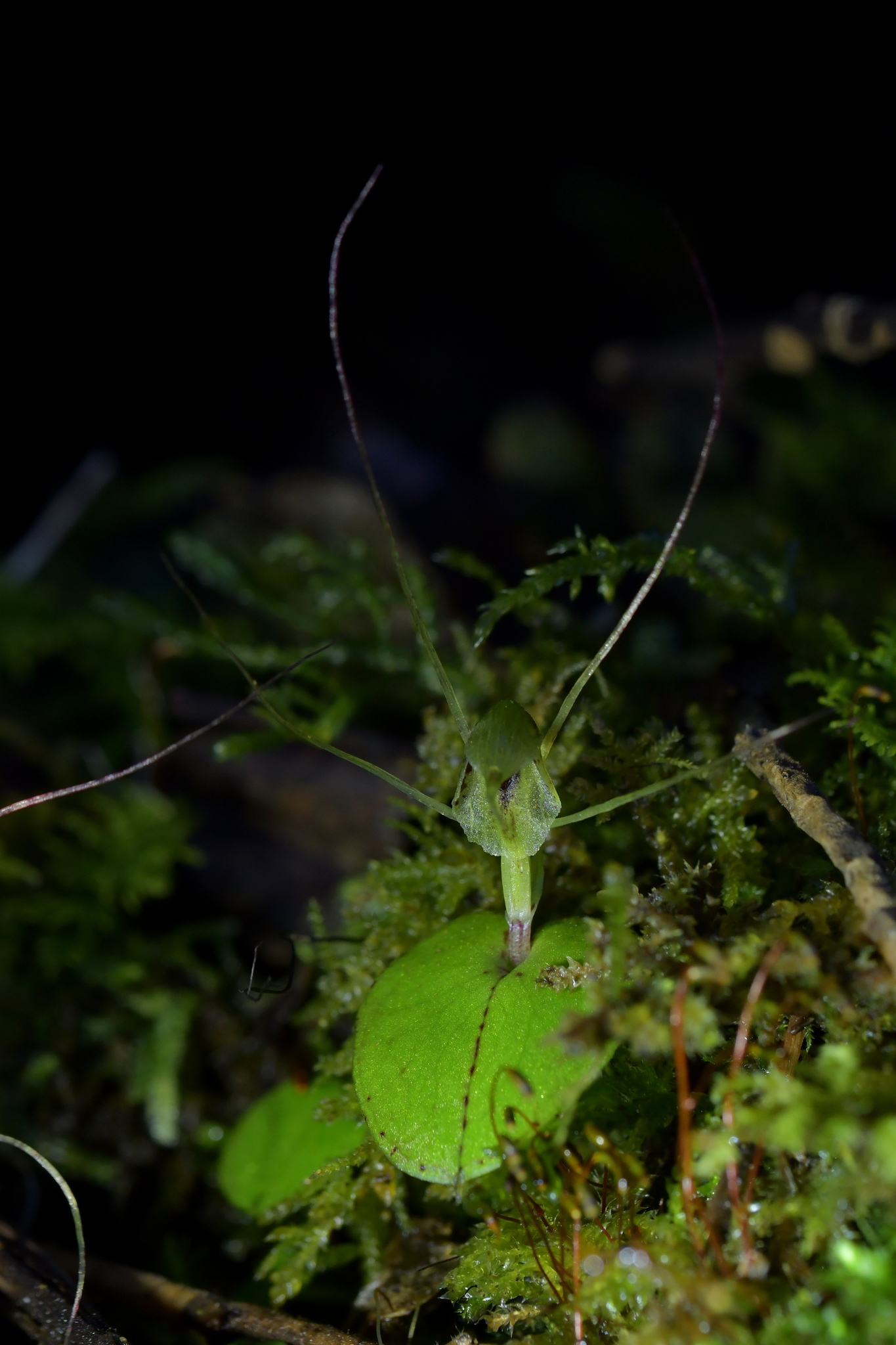 Corybas papa Molloy & Irwin
