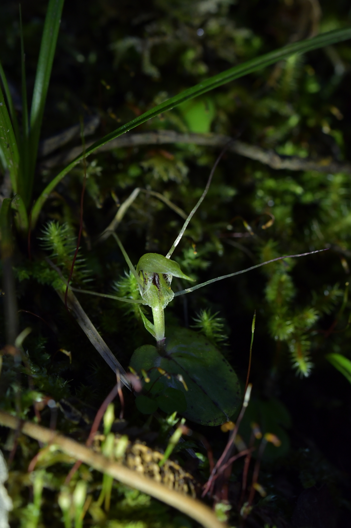 Corybas papa Molloy & Irwin