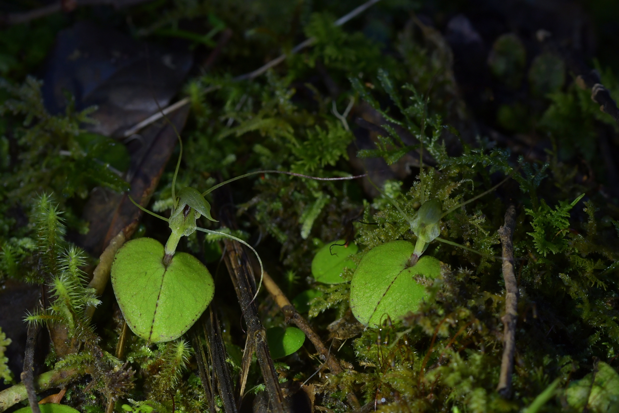 Corybas papa Molloy & Irwin
