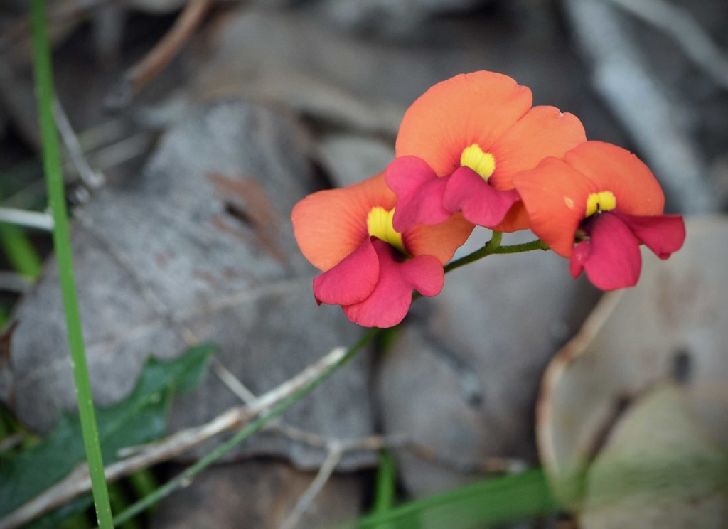 Faboideae from Northcliffe WA 6262, Australia on September 25, 2021 at ...