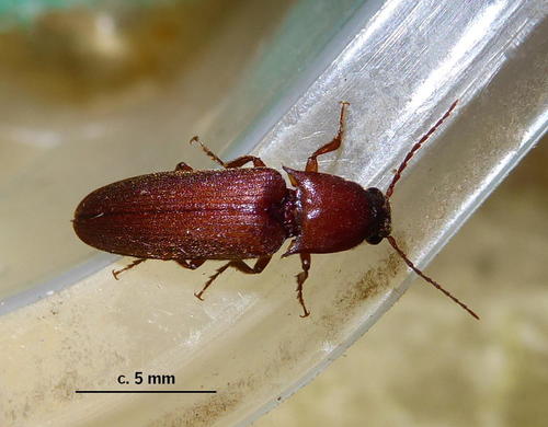 Genus Cardiotarsus · iNaturalist