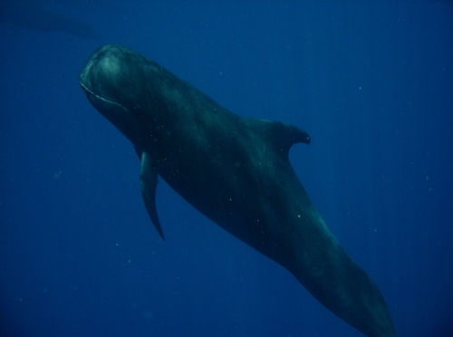 Short-finned Pilot Whale (Mammals of Massachusetts) · iNaturalist