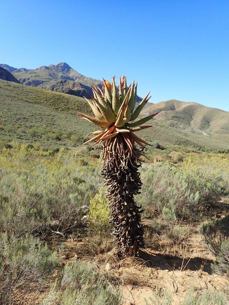 Cape Aloe from De Hoek on June 16, 2017 by Nicola van Berkel. Aloe ...