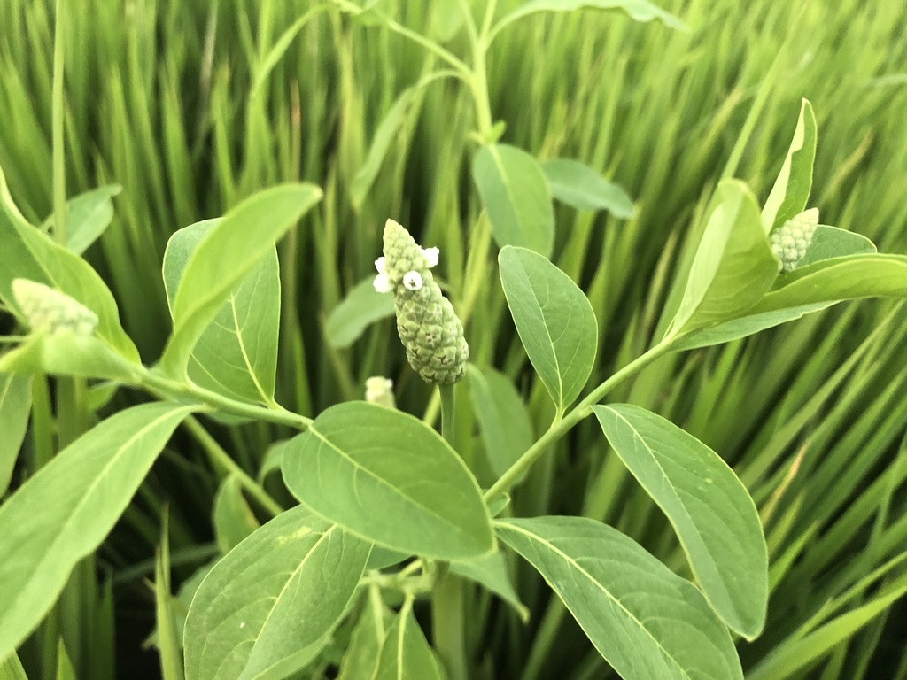 gooseweeds (Sphenocleaceae) - Botanical Realm