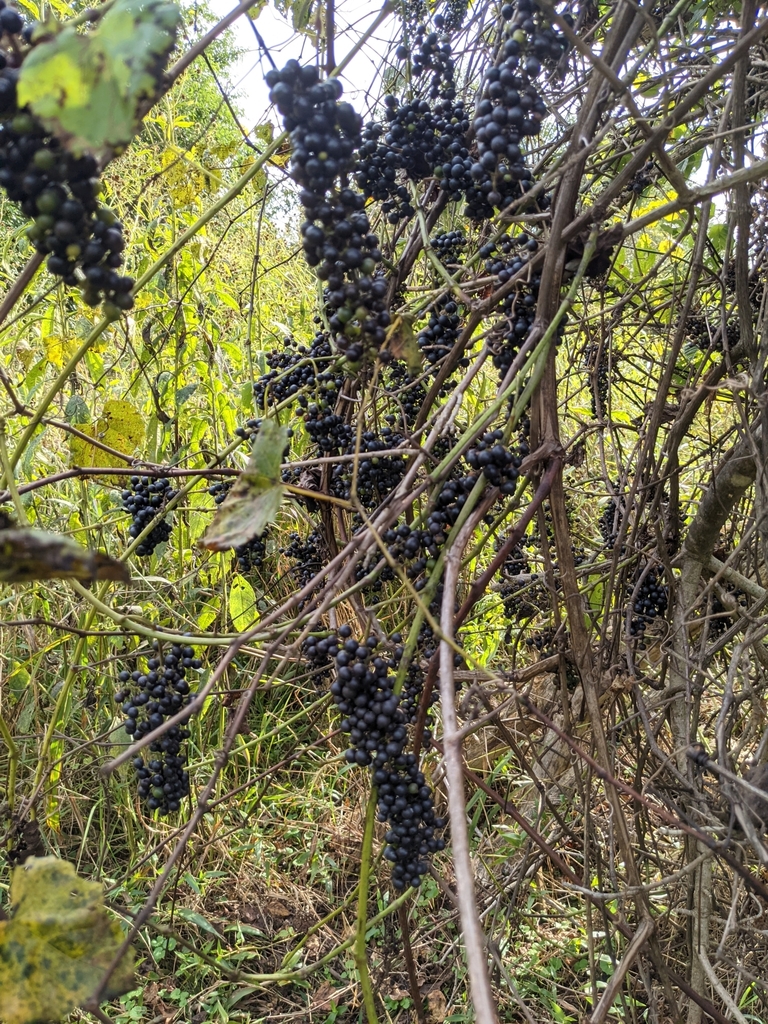 frost grape from Charlottesville, VA 22902, USA on September 25, 2021 ...