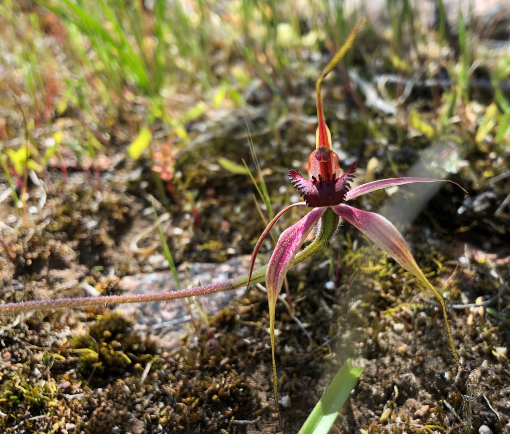 veined spider orchid from Mount Monster SA 5267, Australia on September ...