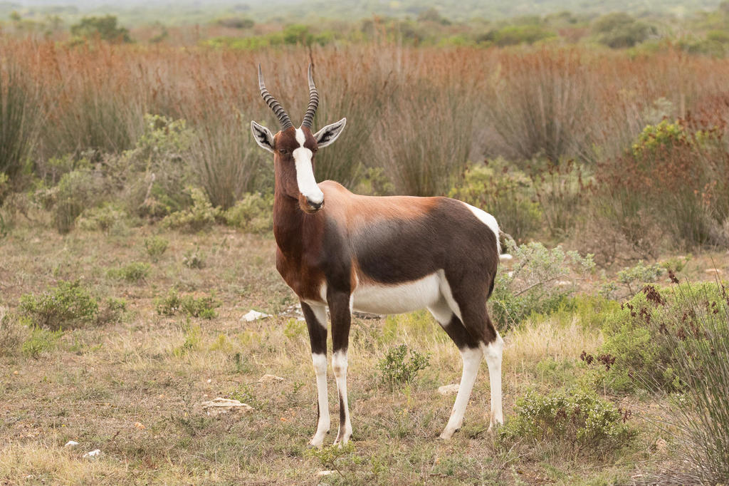 Bontebok from De Hoop Nature Reserve on June 11, 2016 by Stuart Shearer ...