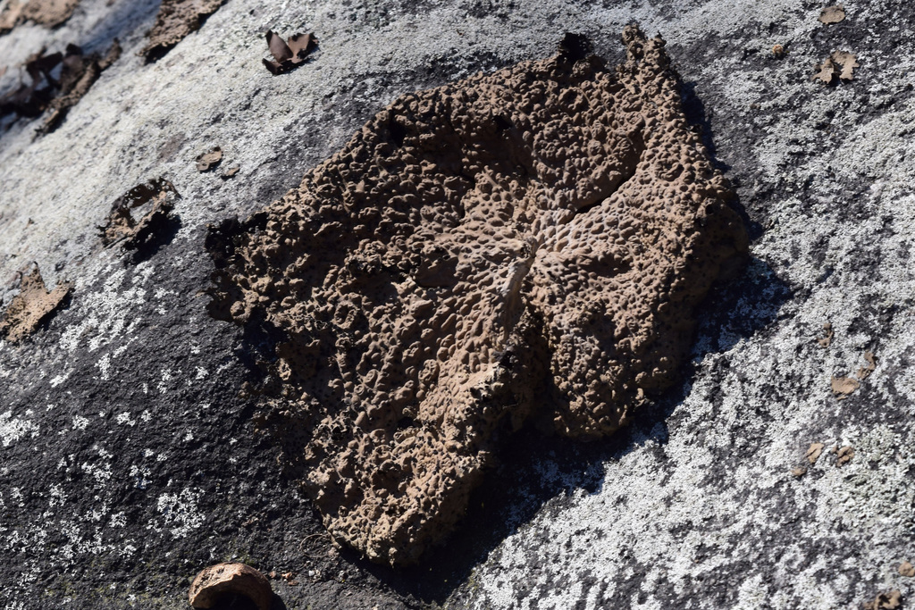 Common Toadskin Lichen from Kinnelon, NJ 07405, USA on February 22 ...