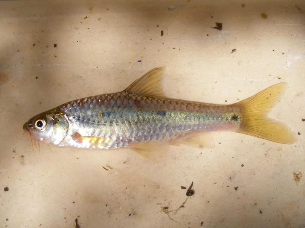 Threespot Barb (Enteromius trimaculatus) - Marine Life Identification