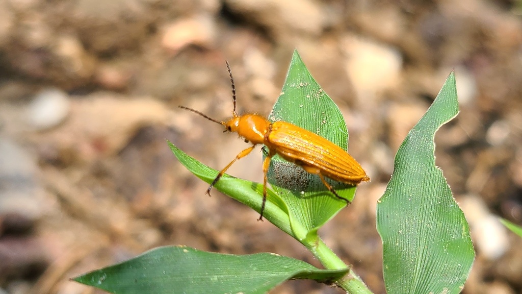 Hemiops flava from 台灣花蓮縣 on September 15, 2021 at 12:23 PM by 鳥松の熊 ...