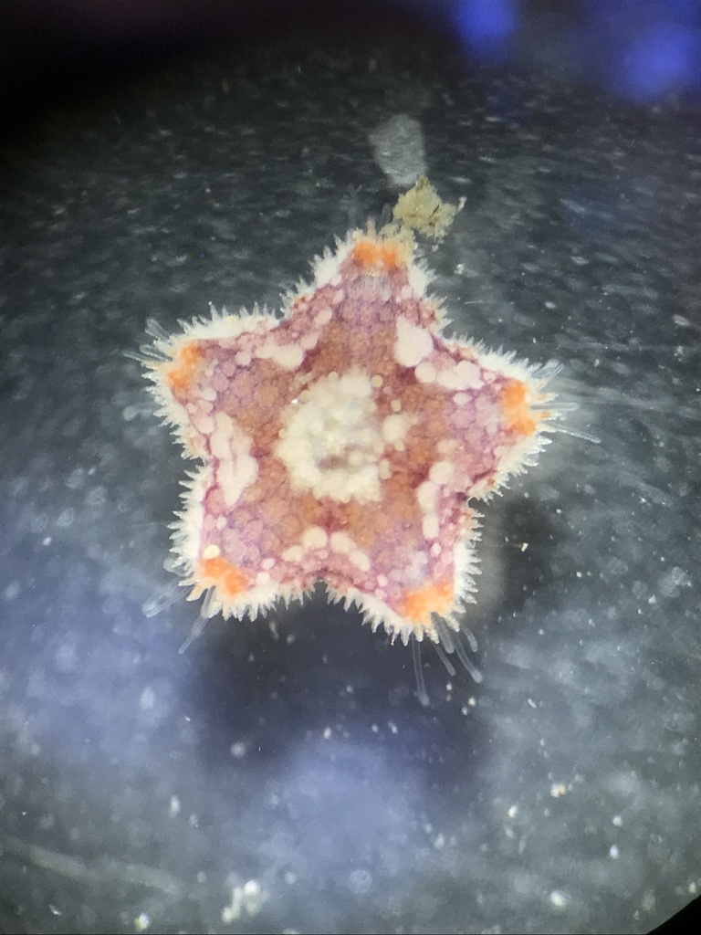 Asterina pancerii from Mesogeios Thalassa, Rethymnon, GR on September ...