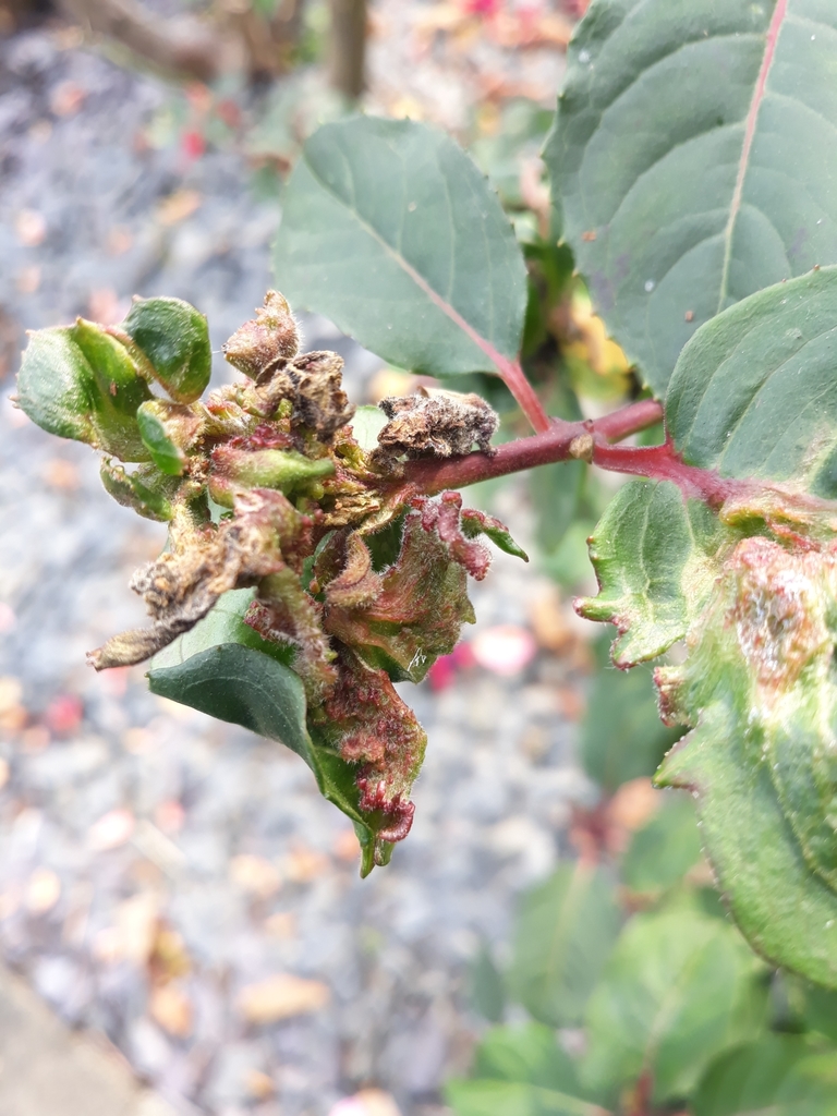 Fuchsia Gall Mite from Uxbridge UB8, UK on September 26, 2021 at 01:13 ...