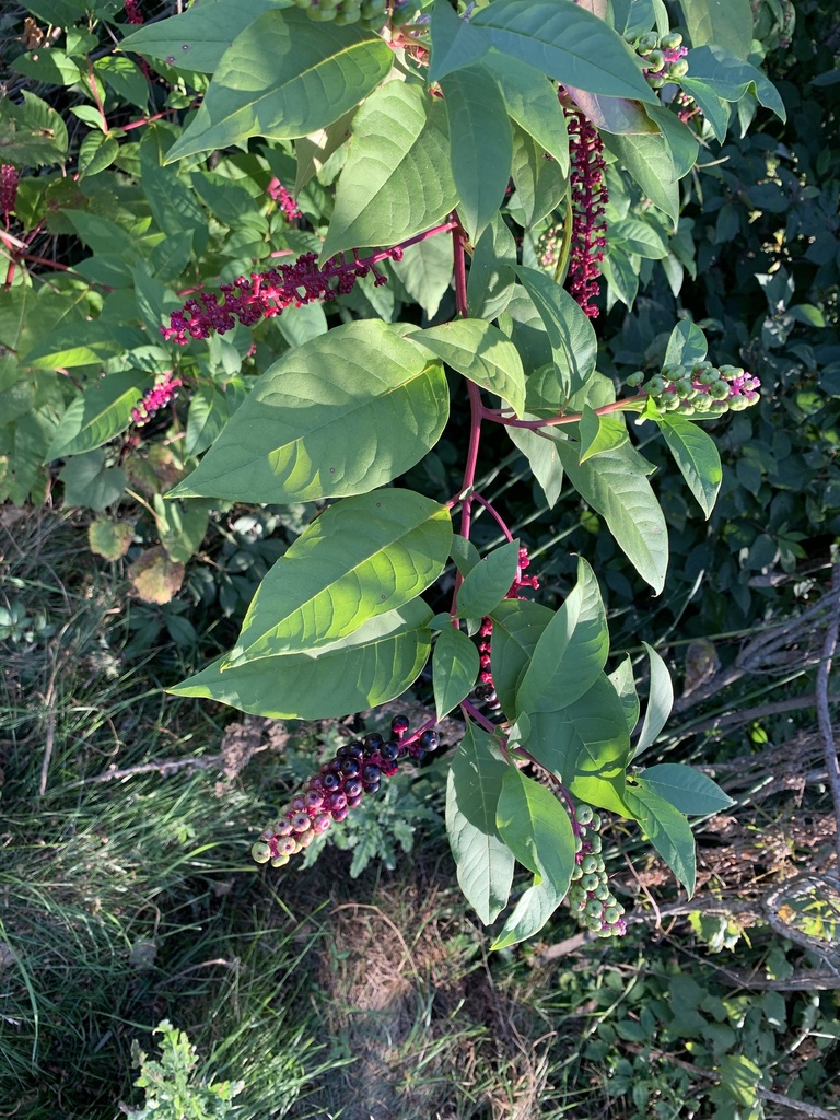 American pokeweed from Kingsmill Dr, Chesterton, IN, US on September 26 ...
