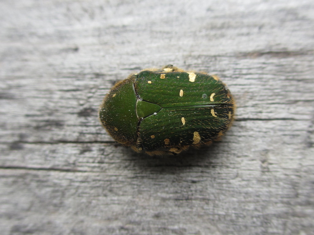 Blue Flower Chafer from 日本、〒140-0003 東京都品川区八潮 on September 26, 2021 by ...