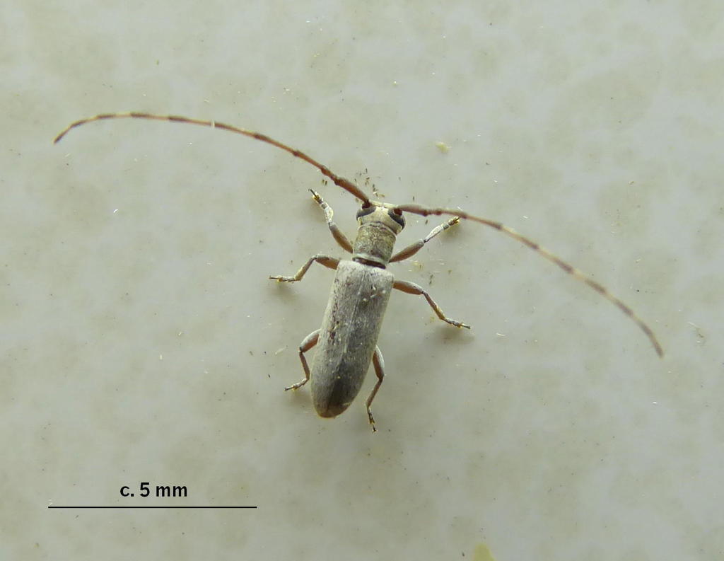 Eunidia angolana (Cerambycidae (Longhorn Beetles) of Southern Africa ...