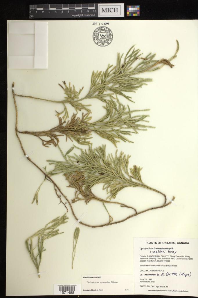 Diphasiastrum × verecundum from Thunder Bay District, ON, Canada on ...