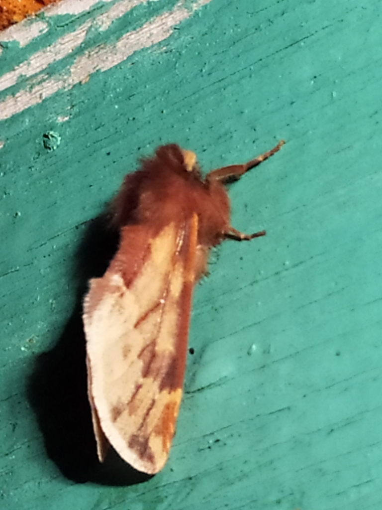 Plumed Prominent from Городище, Ярославская обл., Россия, 152046 on ...