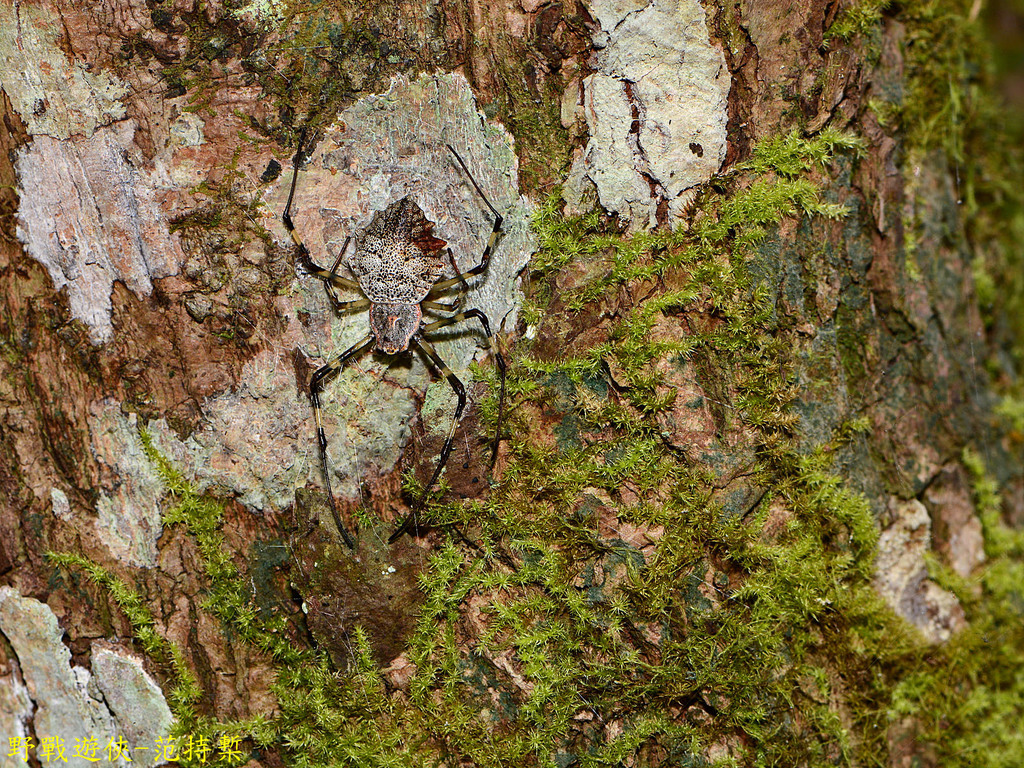 Ornamental Tree Trunk Spider from 台灣台北 on September 24, 2021 at 10:02 ...