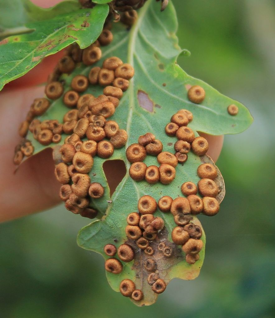 Silk-Button Spangle Gall Wasp from Saltwells NNR, Dudley, UK on ...