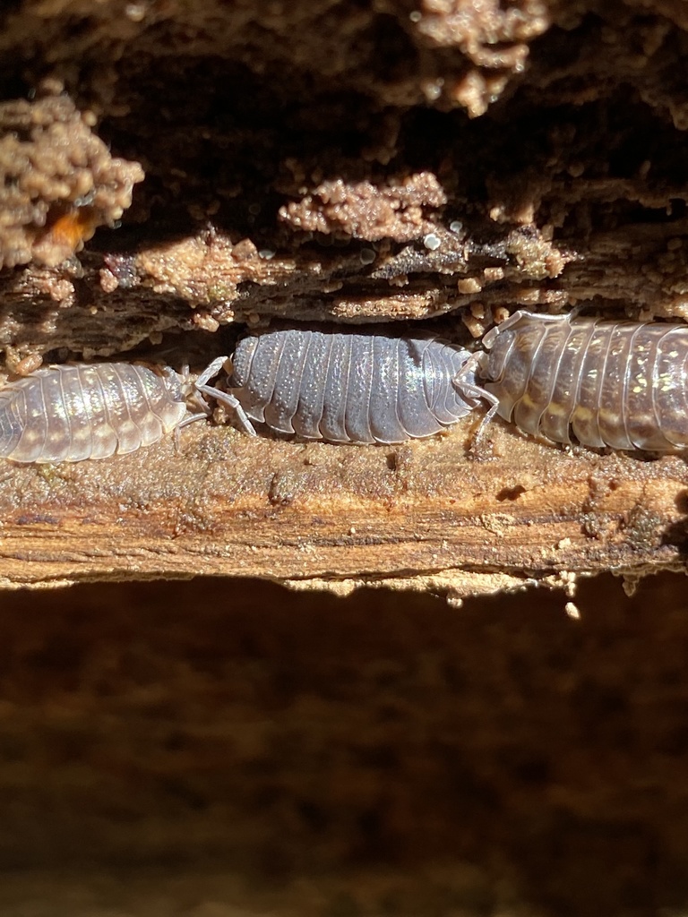 Common Rough Woodlouse from Råda Portar, Härryda, Västra Götaland, SE ...