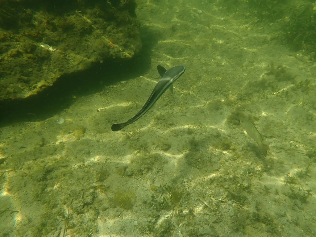 Remoras from Citrus County, FL, USA on September 25, 2021 at 09:45 AM ...