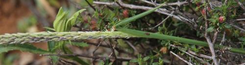 Silver Finger Grass (Digitaria argyrograpta) · iNaturalist