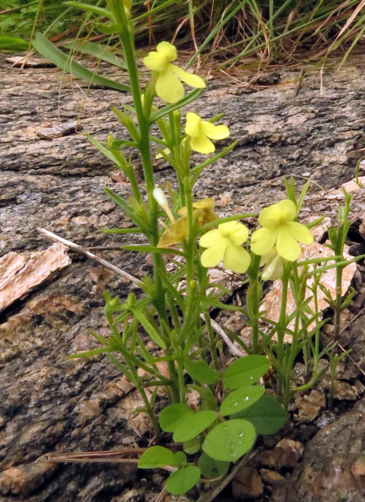 Witchweed (Striga asiatica) - Botanical Realm