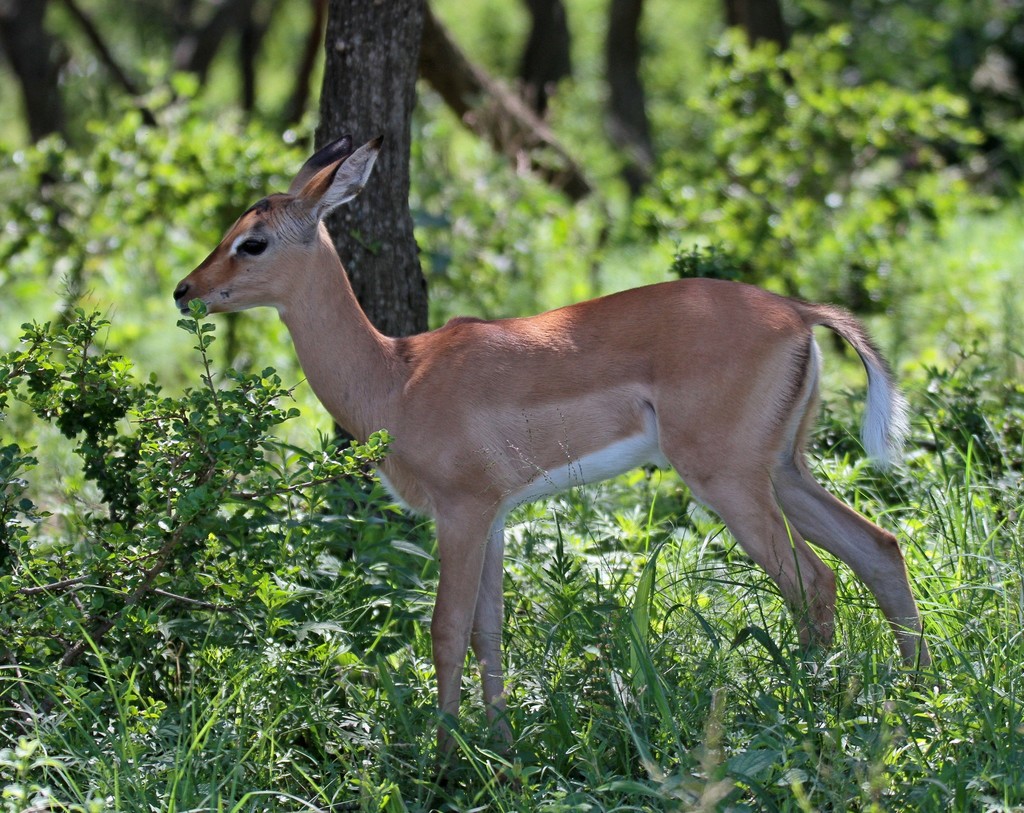 Common Impala from Tala Game Reserve, Indlovu DC, South Africa on ...