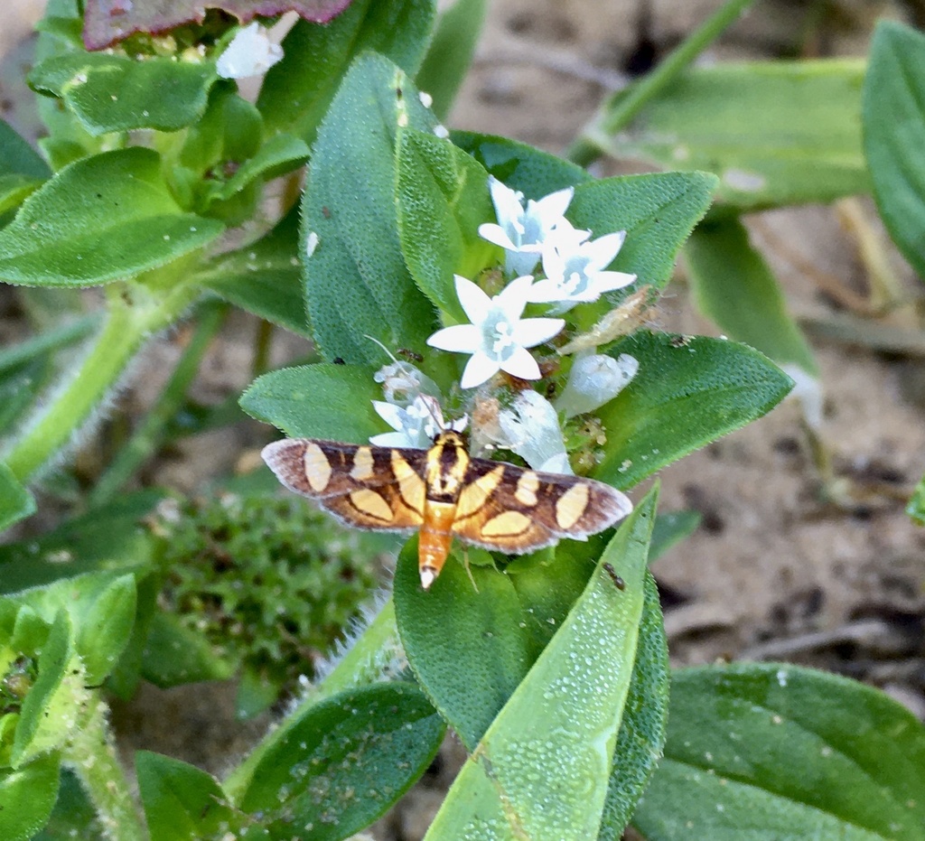 Orange-spotted Flower Moth from Cody Bluffs Rd, Babson Park, FL, US on ...