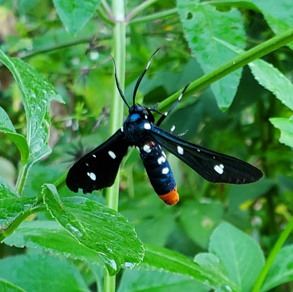 Polka-Dot Wasp Moth from Tallahassee, FL, USA on September 26, 2021 at ...